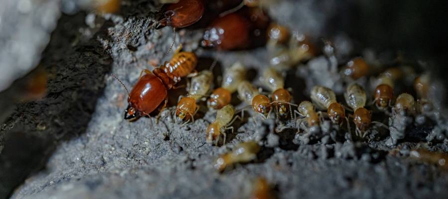 The Tools of the Termite Trade | Anderson Pest Solutions
