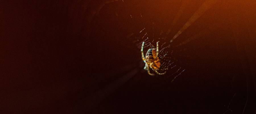 Why Spiders Have Such a Bad Reputation | Anderson Pest Solutions