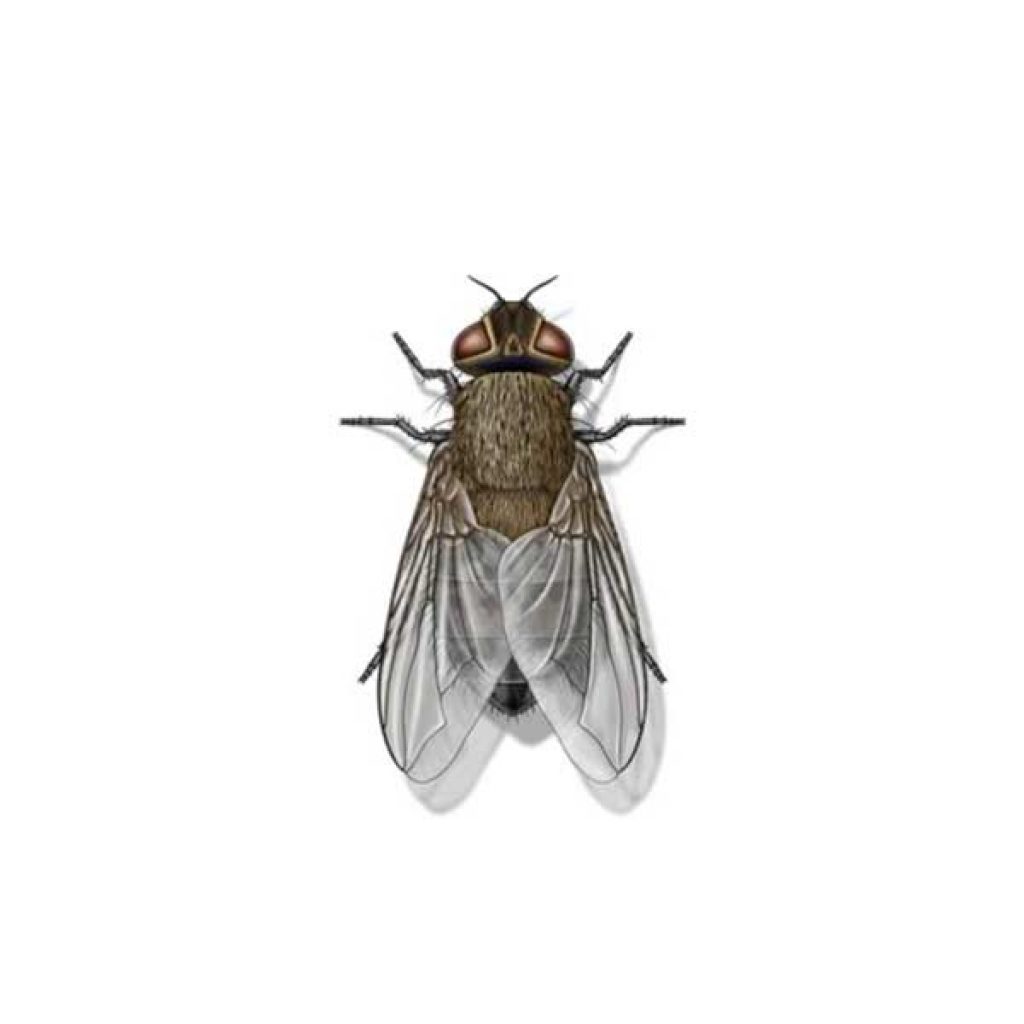 Gnat Fly Identification | Habits | Behavior