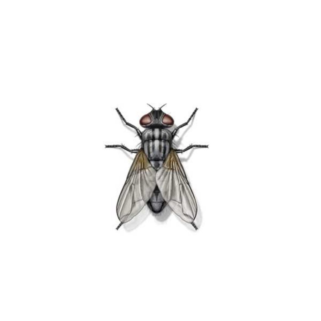Lumnia LED Fly Trap for Commercial Fly Control