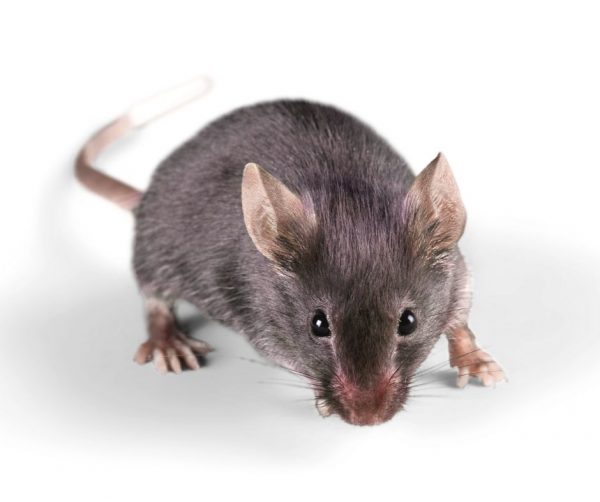 House Mouse Identification | Habits | Behavior