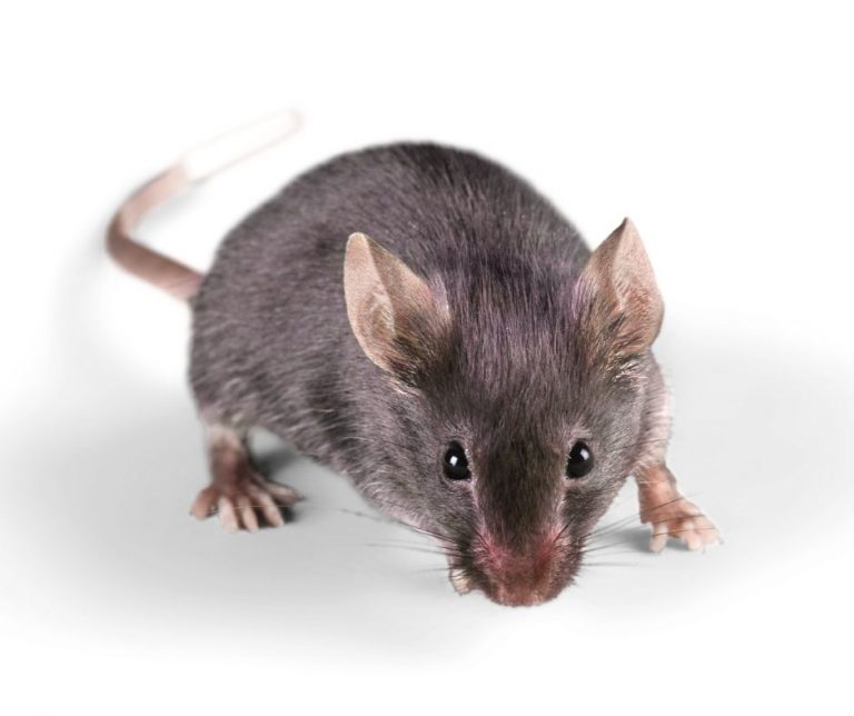House Mouse Identification | Habits | Behavior