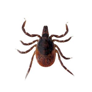 Ticks in the Midwest | Anderson Pest Solutions serving in Illinois ...