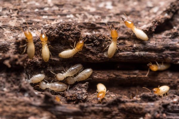 Termite Identification | Anderson Pest Solutions