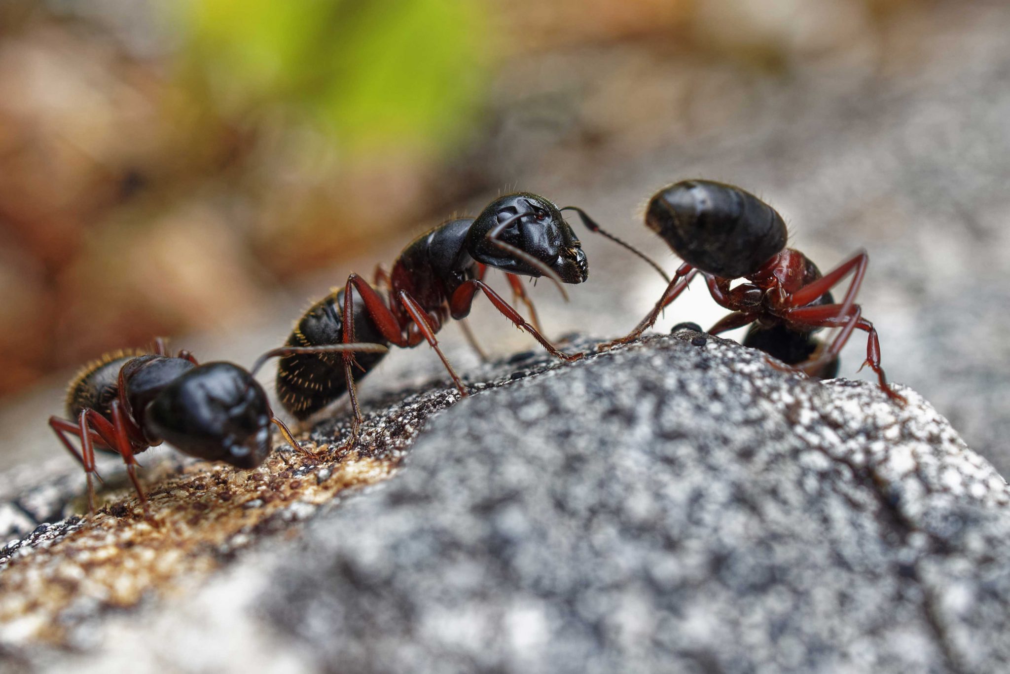Carpenter Ants vs Regular Ants in Illinois & Indiana | Pest Control