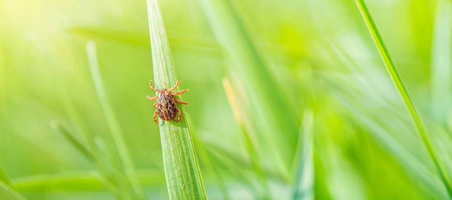 Pest Prevention Information - Page 2 of 7 - Terminix Anderson - Pest ...