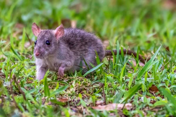 How to Remove Rodents from Your Yard Illinois Indiana