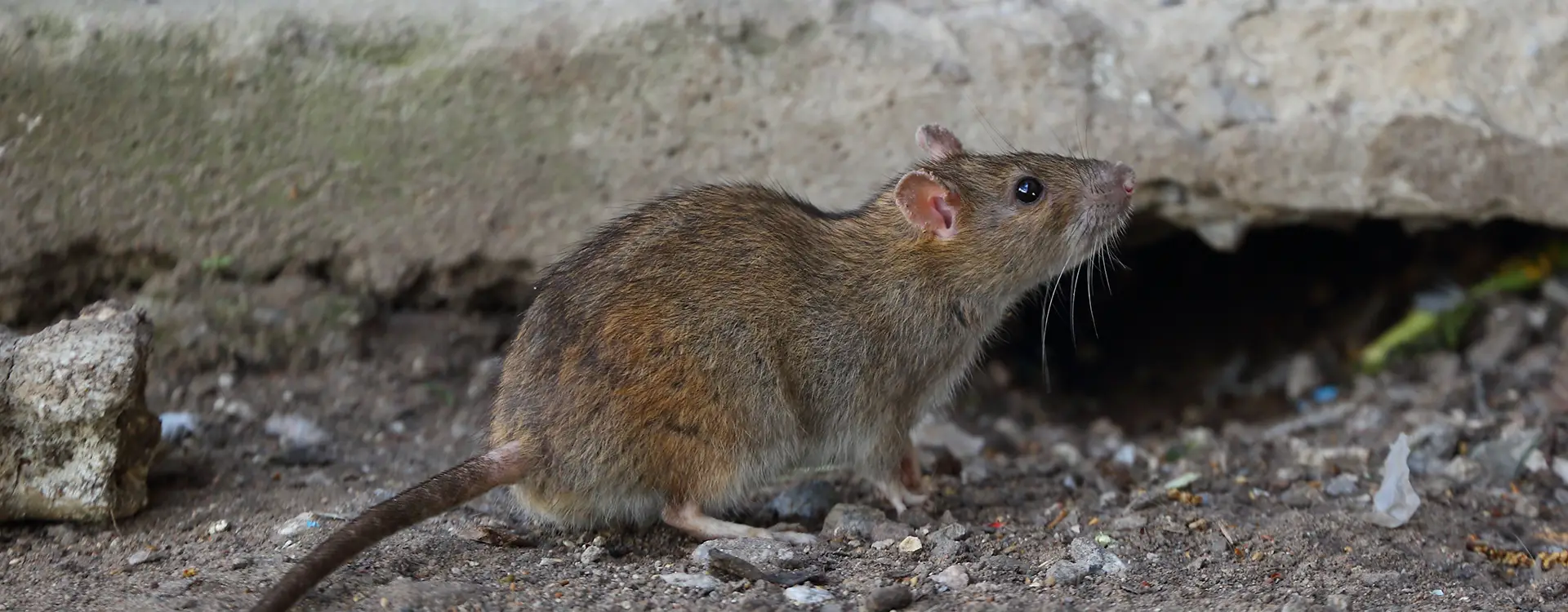 Rodent Exclusion for Businesses | Commerical Rodent Prevention