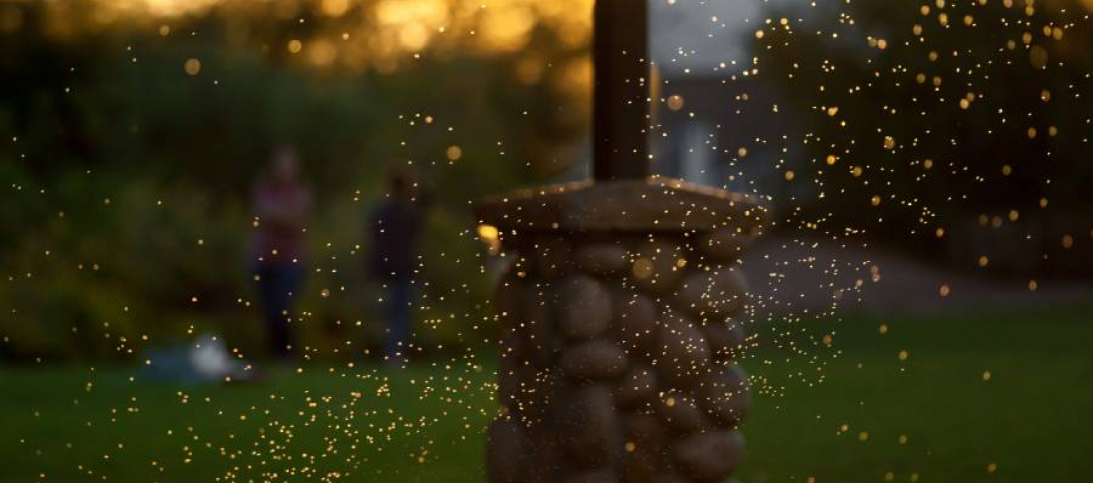 Pest Prevention Information | Terminix Anderson